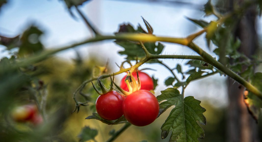8 Pokok Renek Sesuai Dijadikan Pagaran - IMPIANA