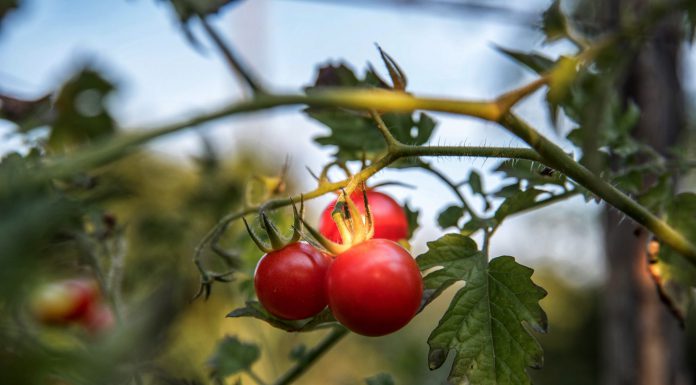 8 Pokok Renek Sesuai Dijadikan Pagaran - IMPIANA