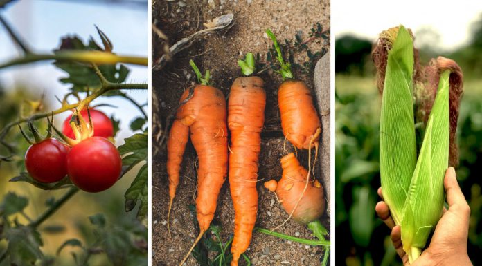 8 Pokok Renek Sesuai Dijadikan Pagaran - IMPIANA