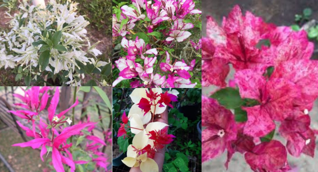 Pokok Bunga Kertas Unik Dan "Rare" Yang Boleh Beli Online Dari "Trusted ...