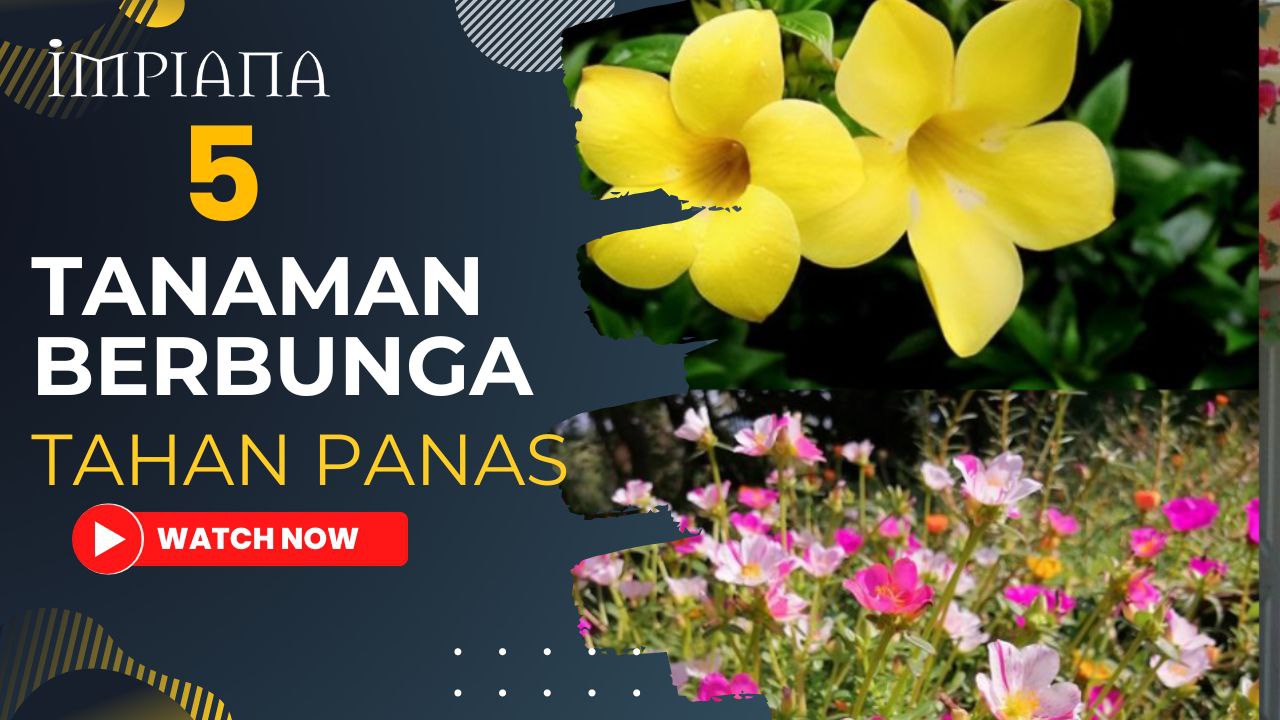 5 Tanaman Berbunga, Tahan Panas Cuaca Kering